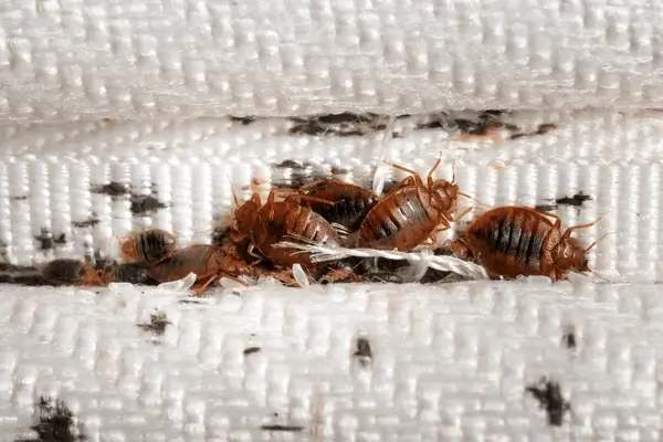 Pest We Control in Melbourne | Total Pest Defence